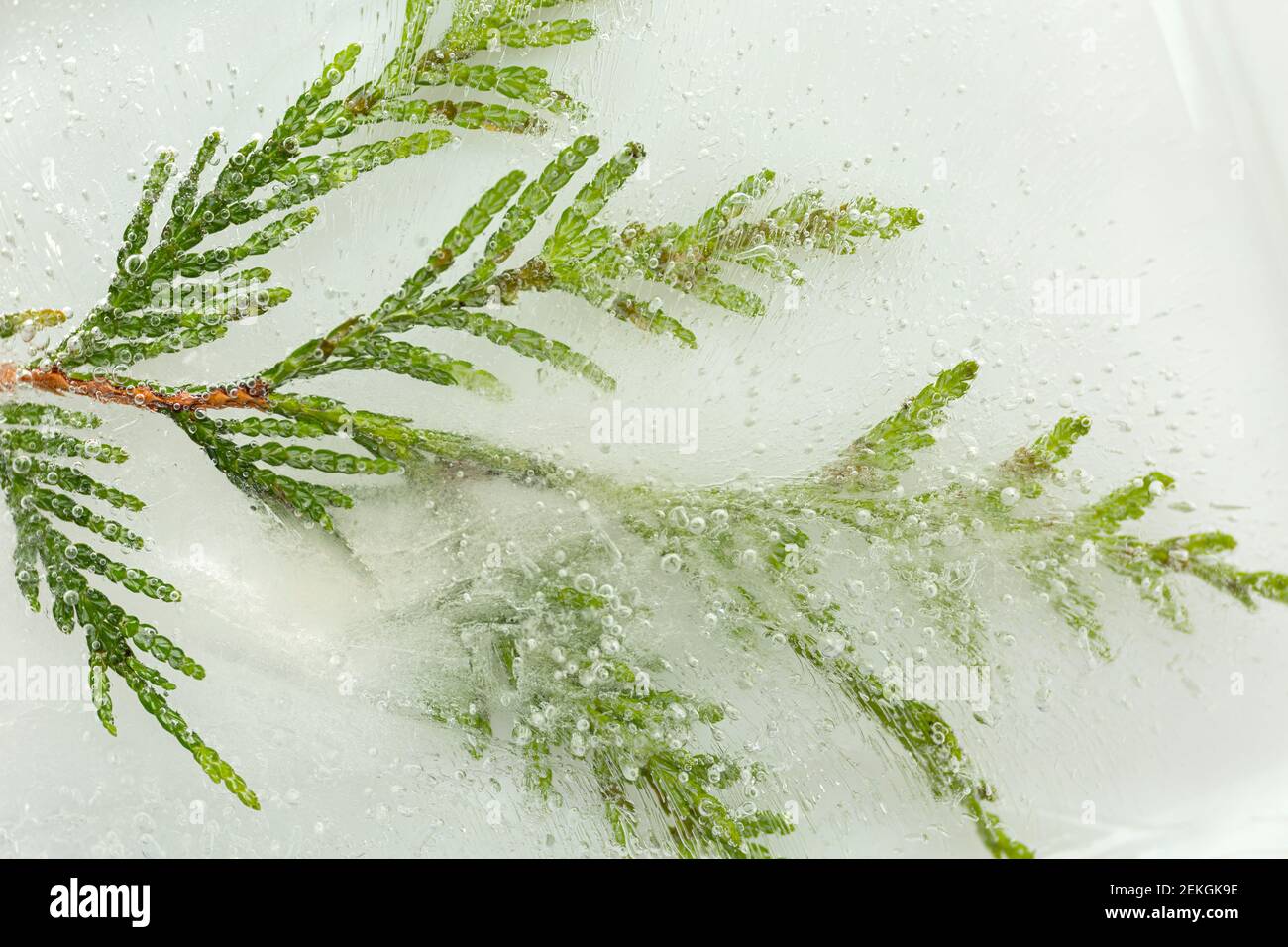 WA19290-00...WASHINGTON - A twig that blew off a Western Red Cedar tree ...