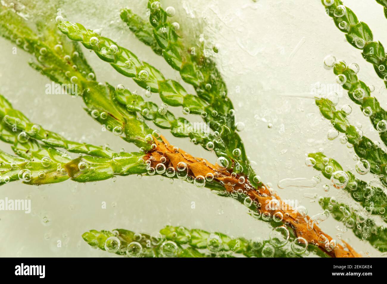 Frozen hemlock hi-res stock photography and images - Alamy