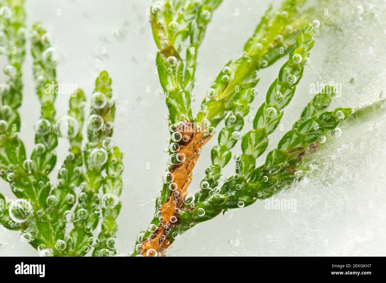 Hemlock Tree Leaves High Resolution Stock Photography and Images - Alamy