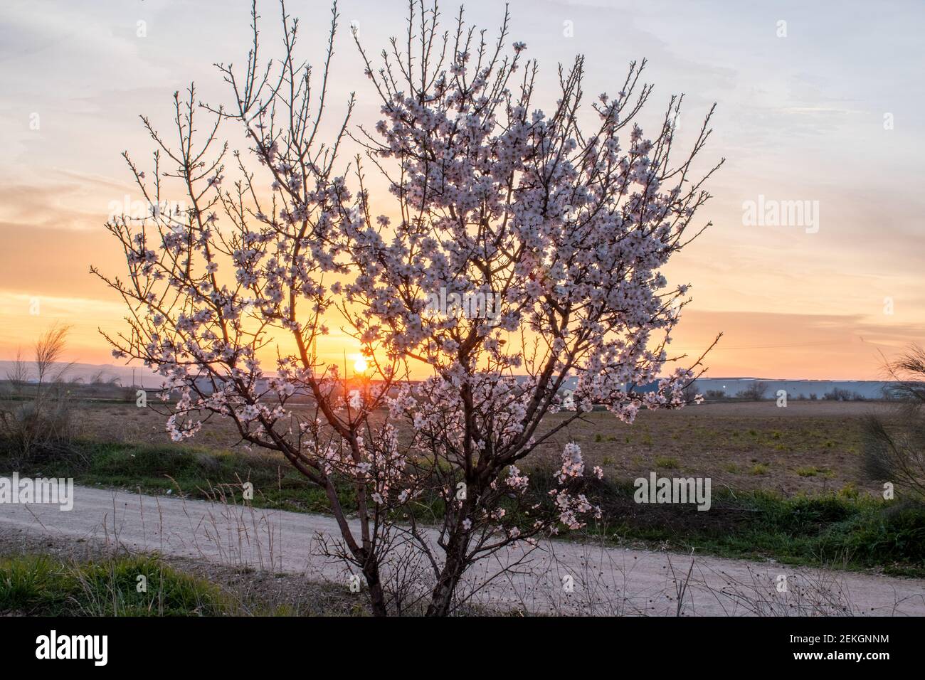 Almendro hi-res stock photography and images - Alamy