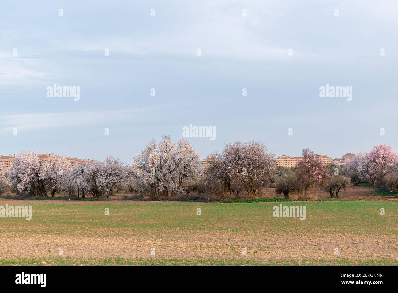 Almond trees in spring hi-res stock photography and images - Alamy