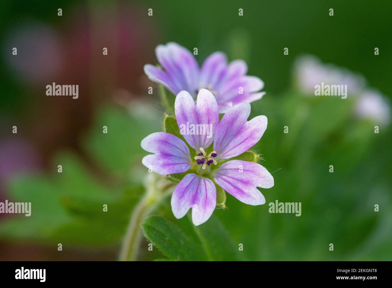 Macro shot of doves foot geranium (geranium molle) flowers in bloom ...