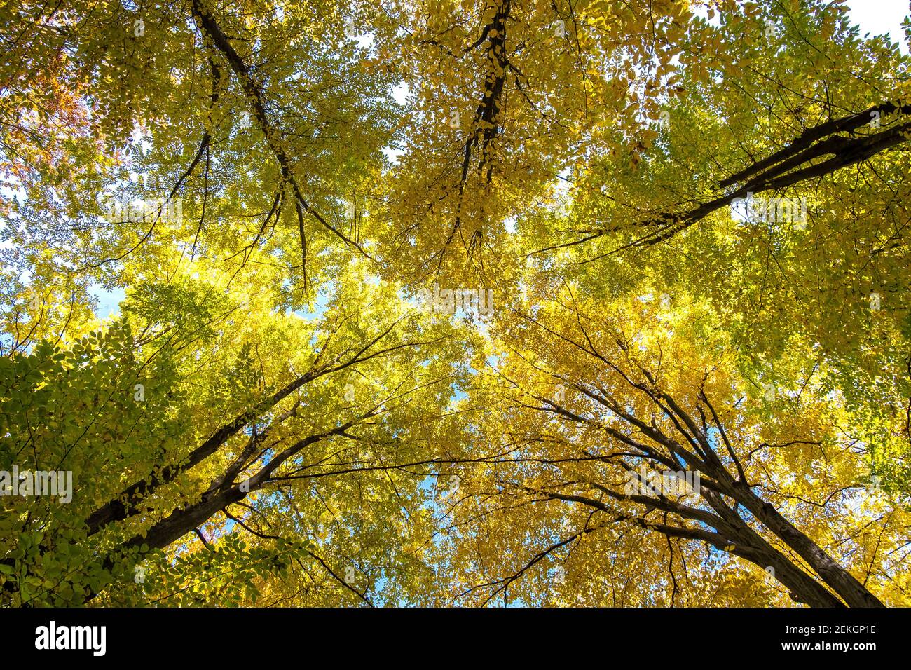 Perspective from down to up view of autumn forest with bright orange ...