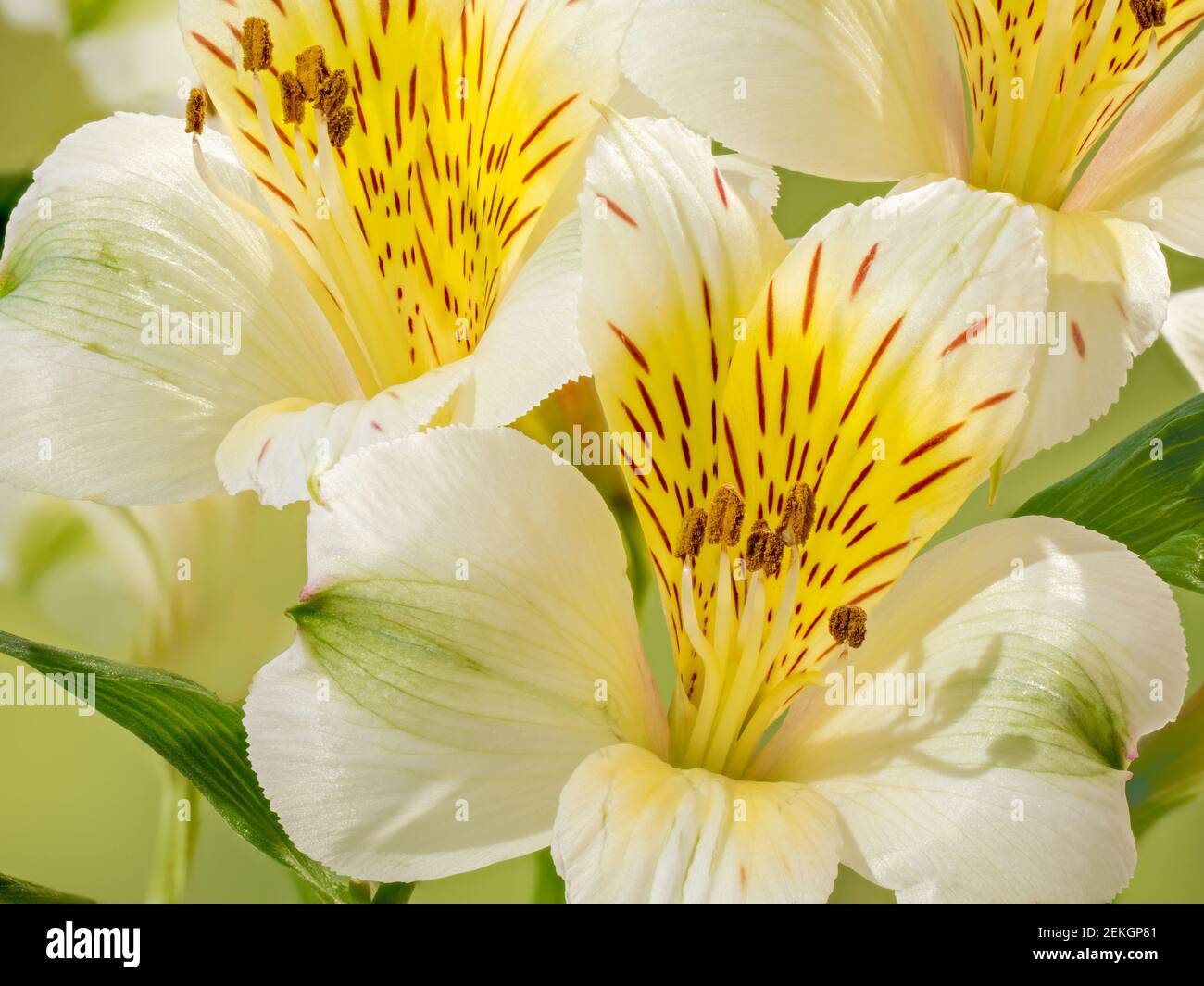 Close-up of Peruvian lily or Lily of the Incas (Alstroemerias) flower ...