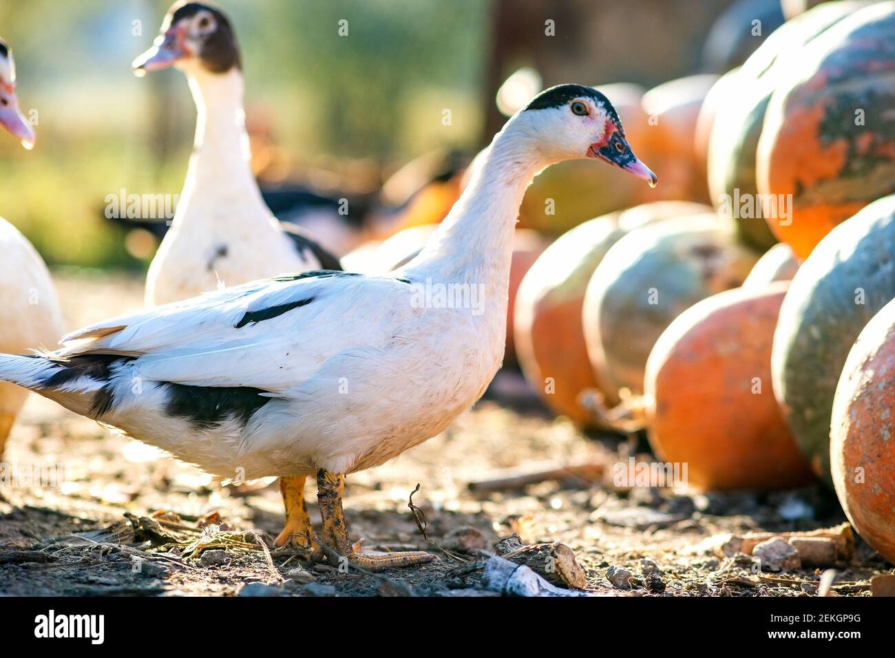 Ducks feed on traditional rural barnyard. Detail of a duck head. Close ...