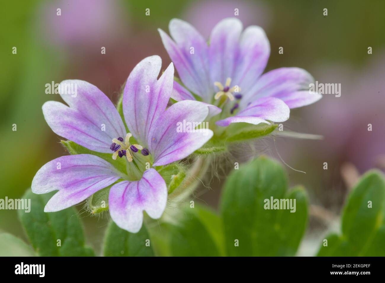 Macro shot of doves foot geranium (geranium molle) flowers in bloom ...