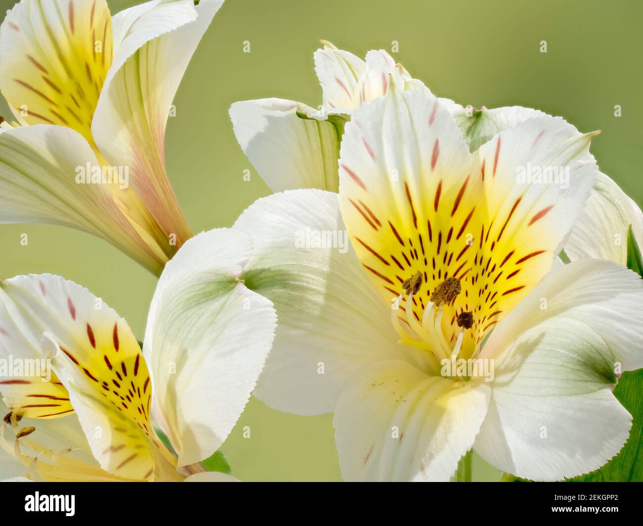 Peruvian flower hi-res stock photography and images - Alamy