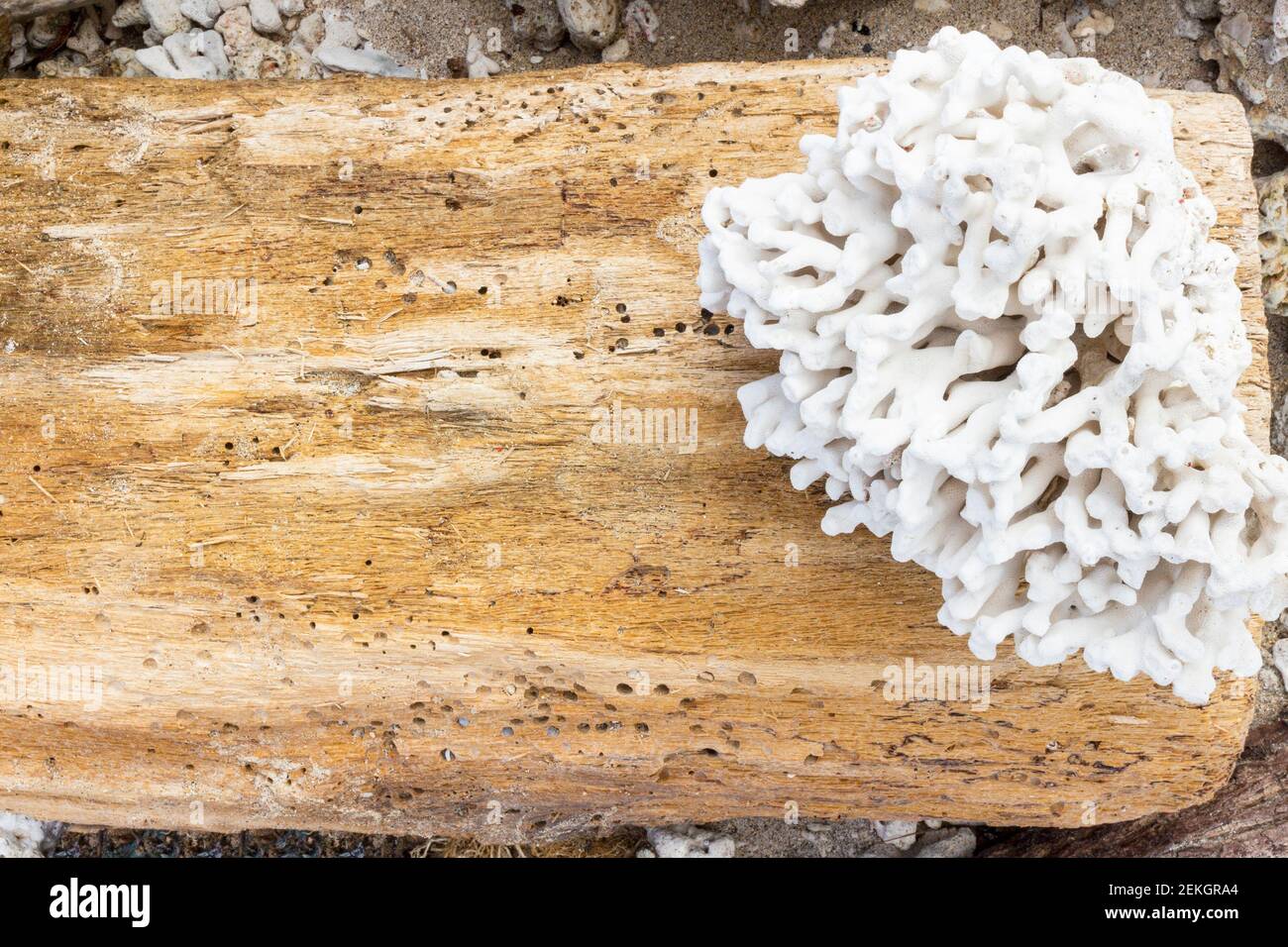Coral Texture High Resolution Stock Photography and Images - Alamy