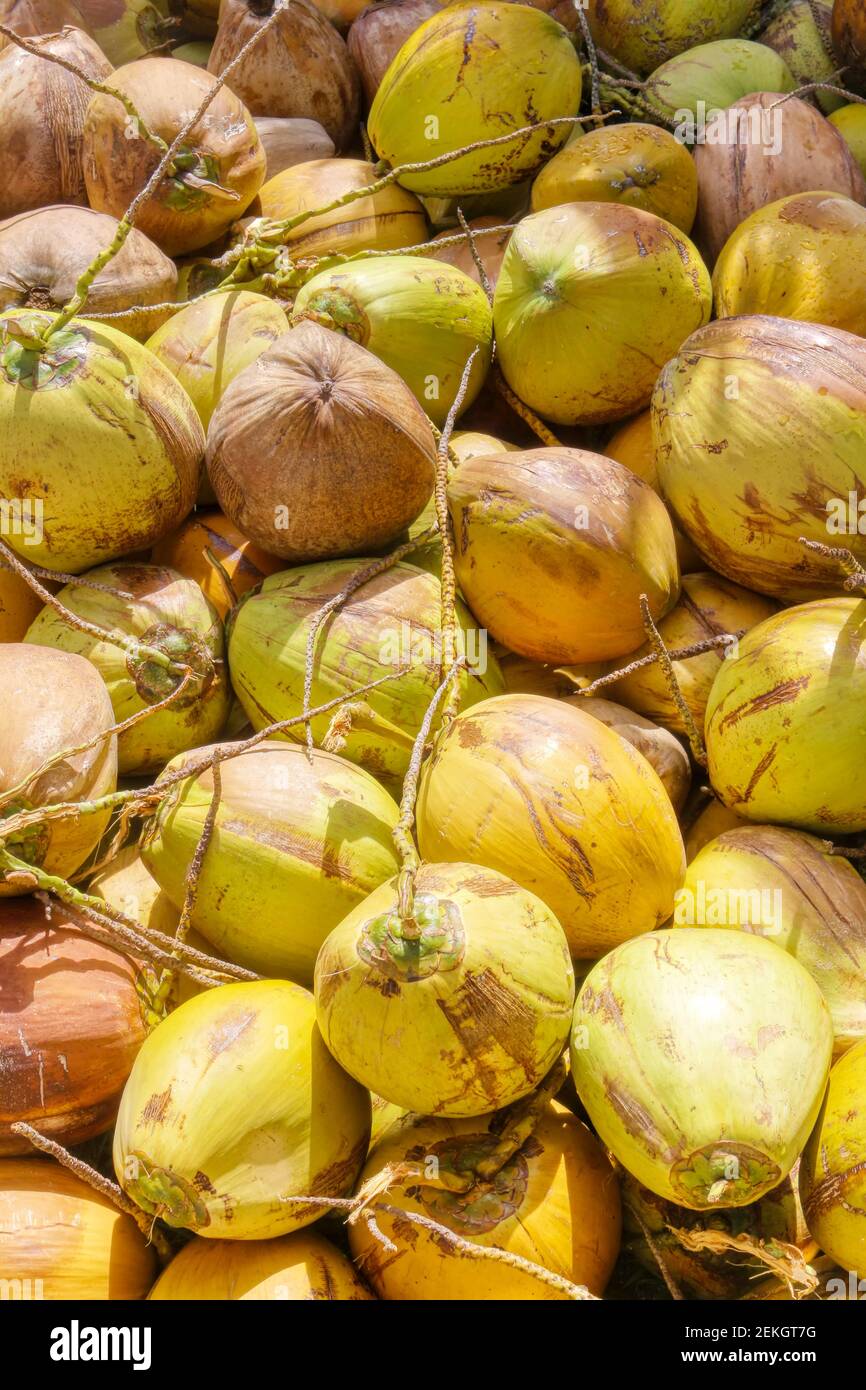 Indonesian coconut. A pile of coconuts on the counter. Asian market ...