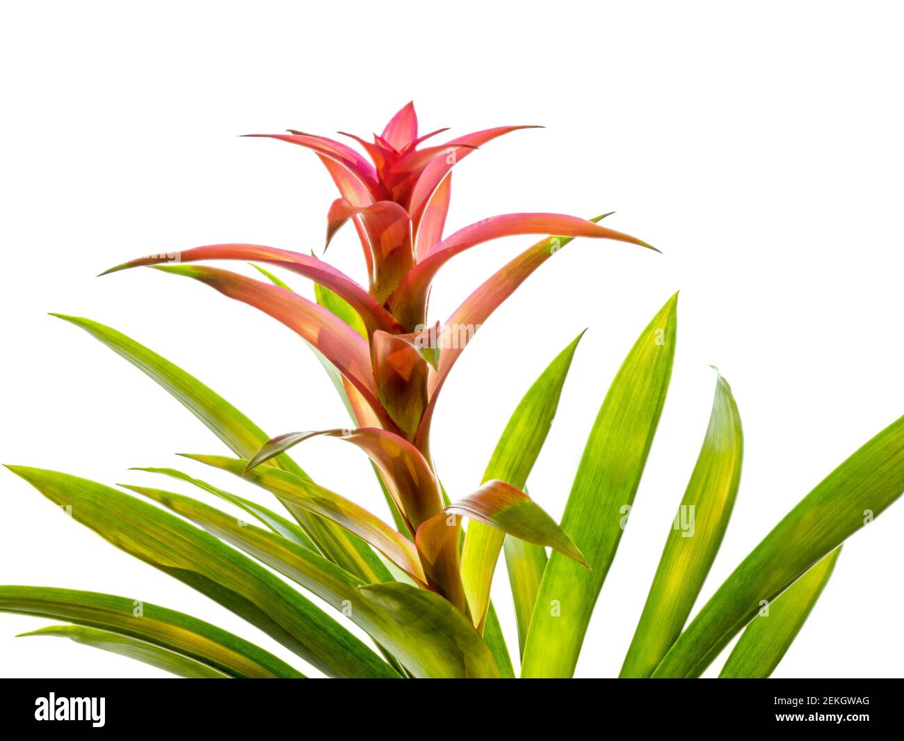 Close-up shot of red bromeliad flower against white background Stock ...
