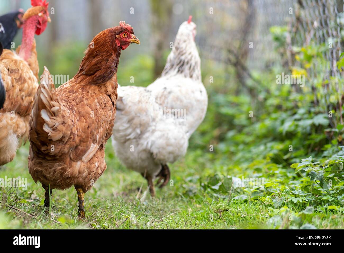 Chicken feeding on traditional rural barnyard. Hens on barn yard in eco ...