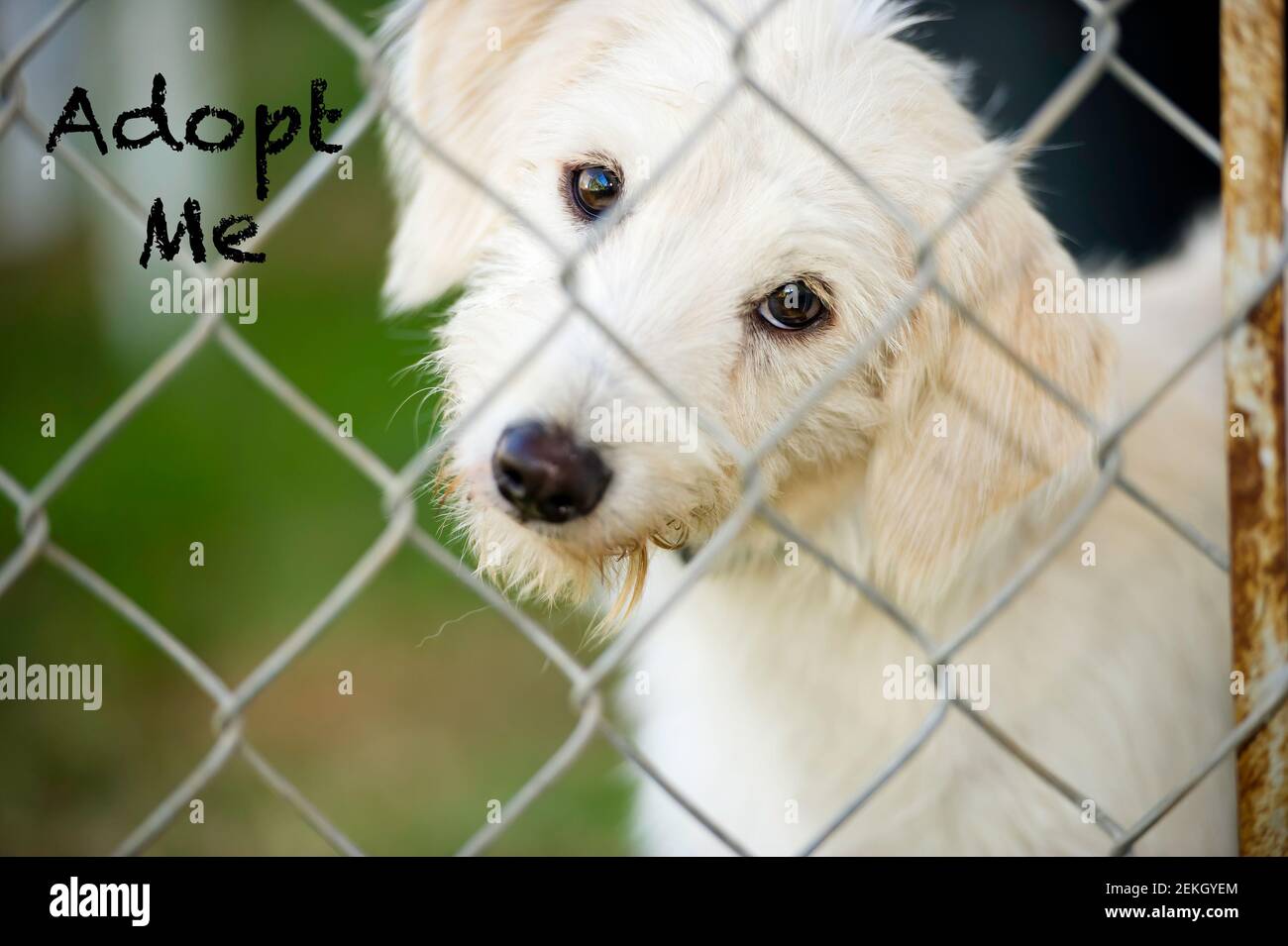 A Beautiful Sad Looking Dog Is Asking Someone to Adopt Him Stock Photo ...