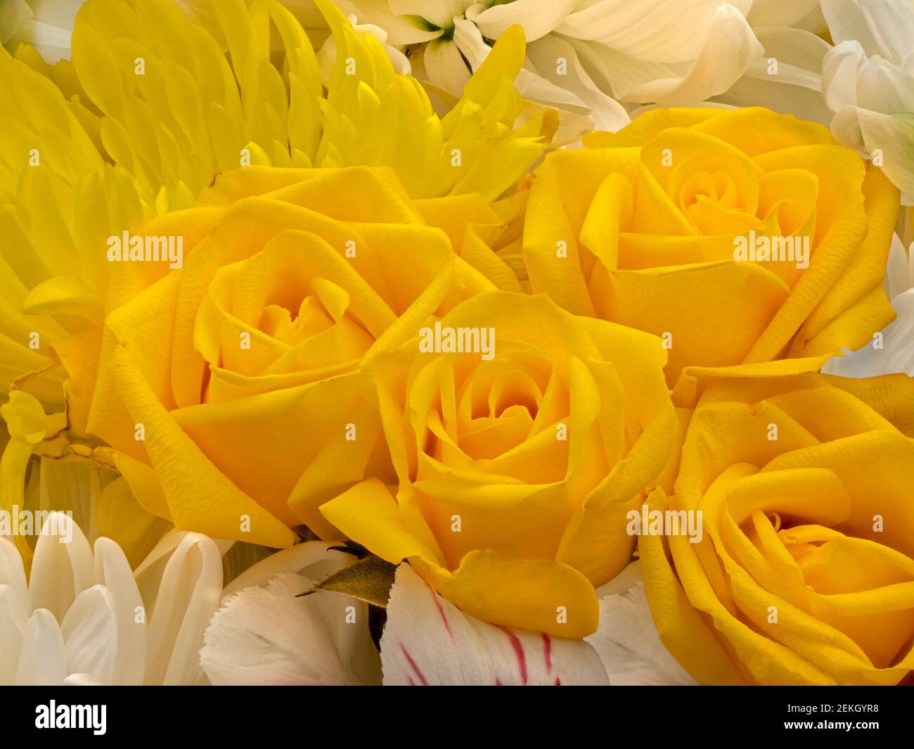 Four petal flower hi-res stock photography and images - Alamy
