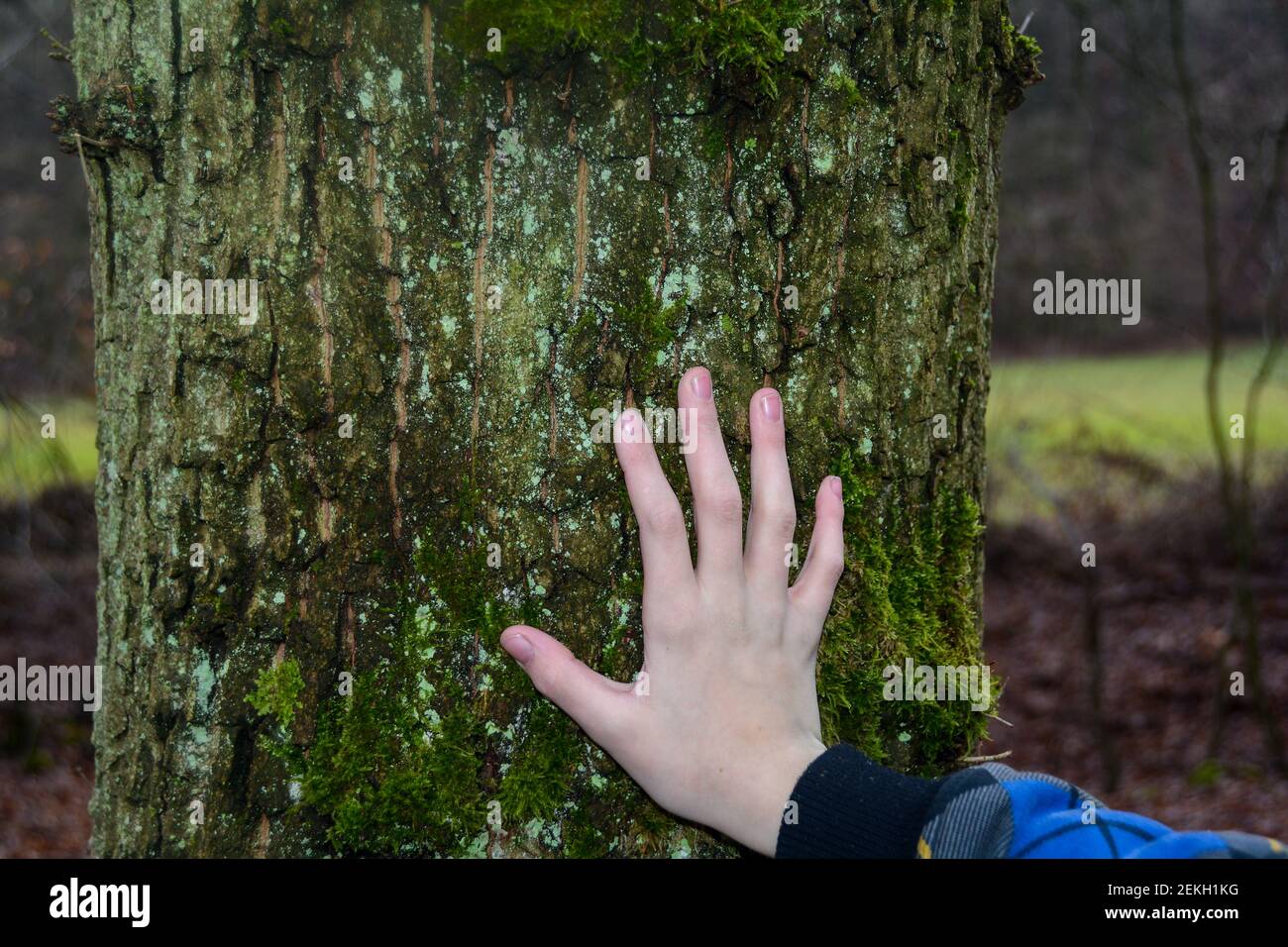 A child's hand is touching the trunk of a green tree with copy space ...