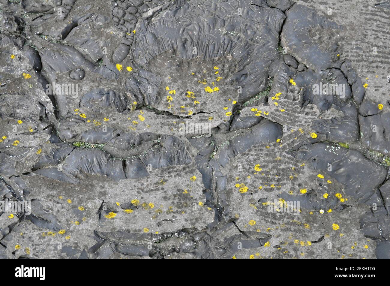 old waterproof roll roofing in cracks and moss. Texture Stock Photo - Alamy