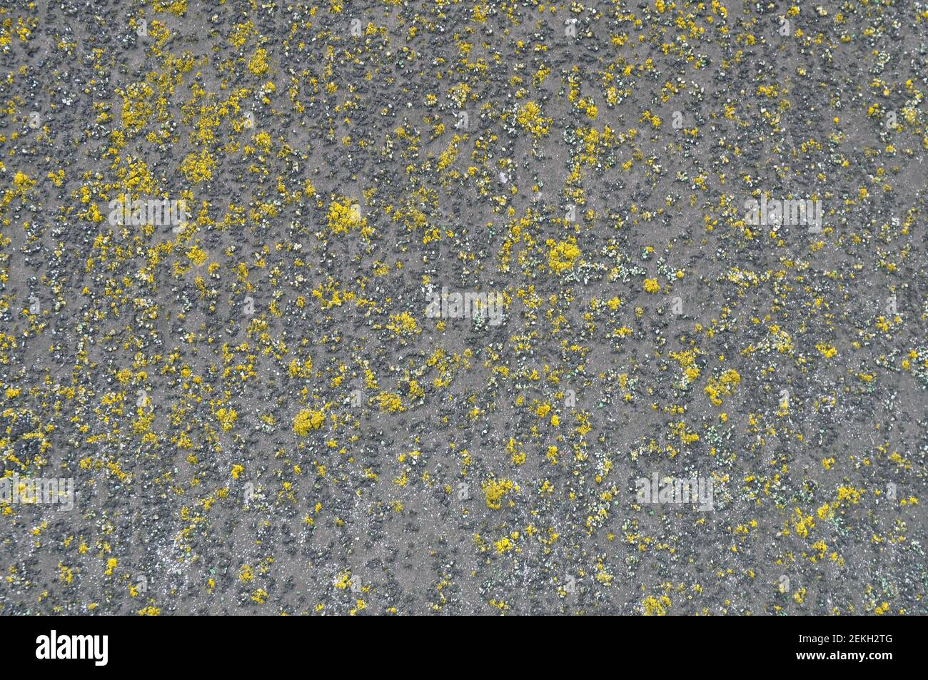 old waterproof roll roofing in cracks and moss. Texture Stock Photo - Alamy