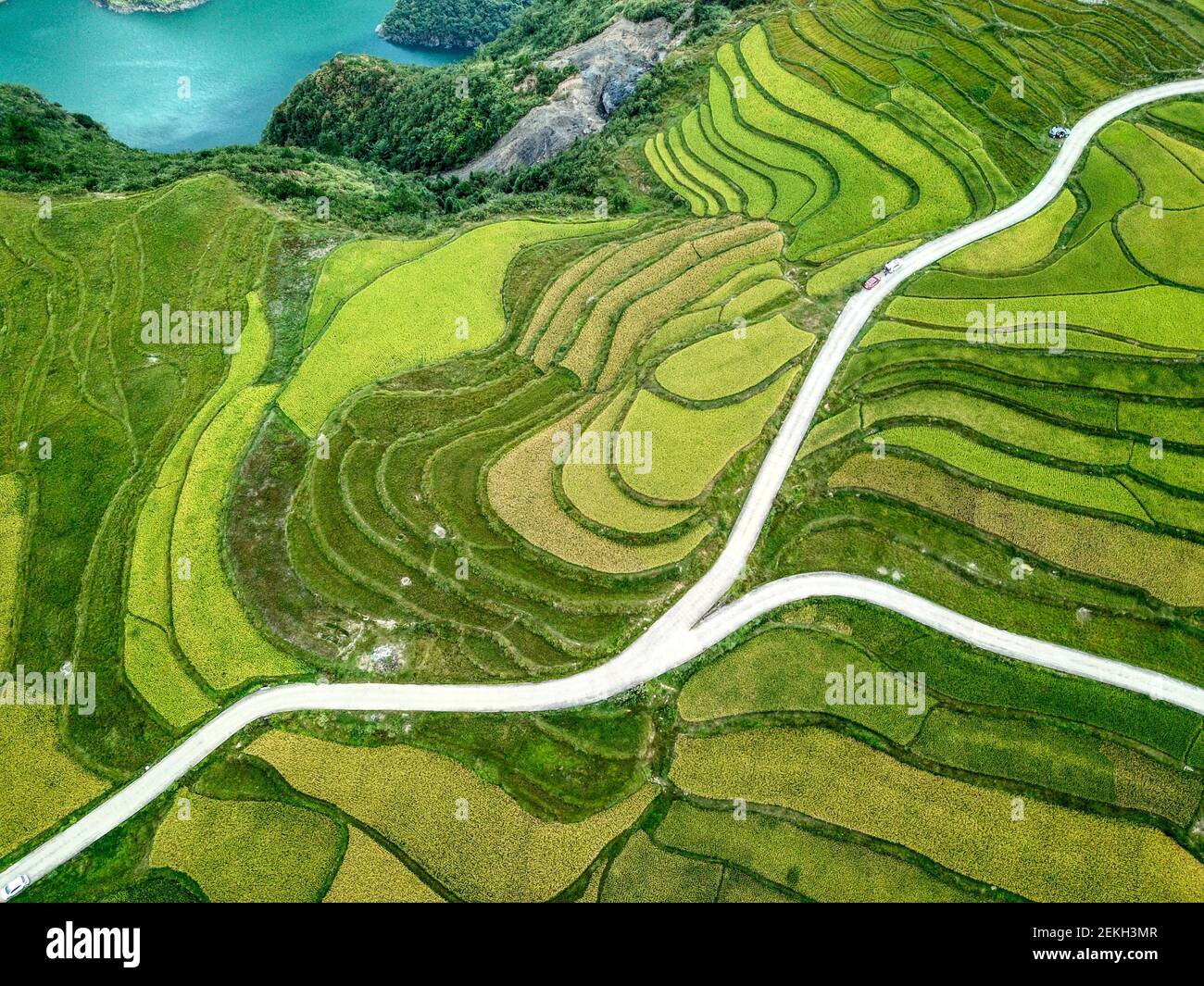LONGLI, CHINA - SEPTEMBER 5, 2020 - The paddy field gradually turns ...