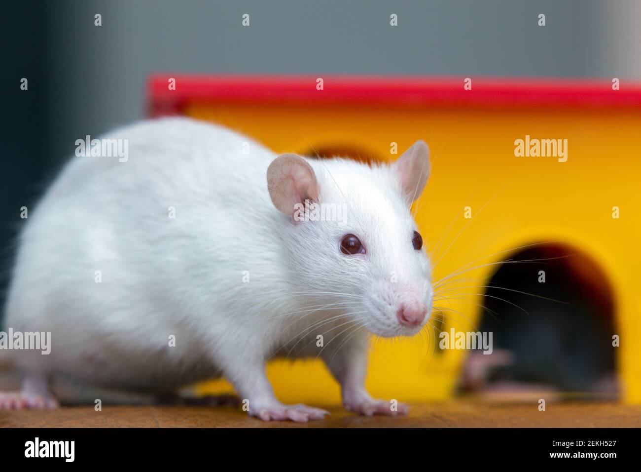 Yellow lab mouse hi-res stock photography and images - Alamy