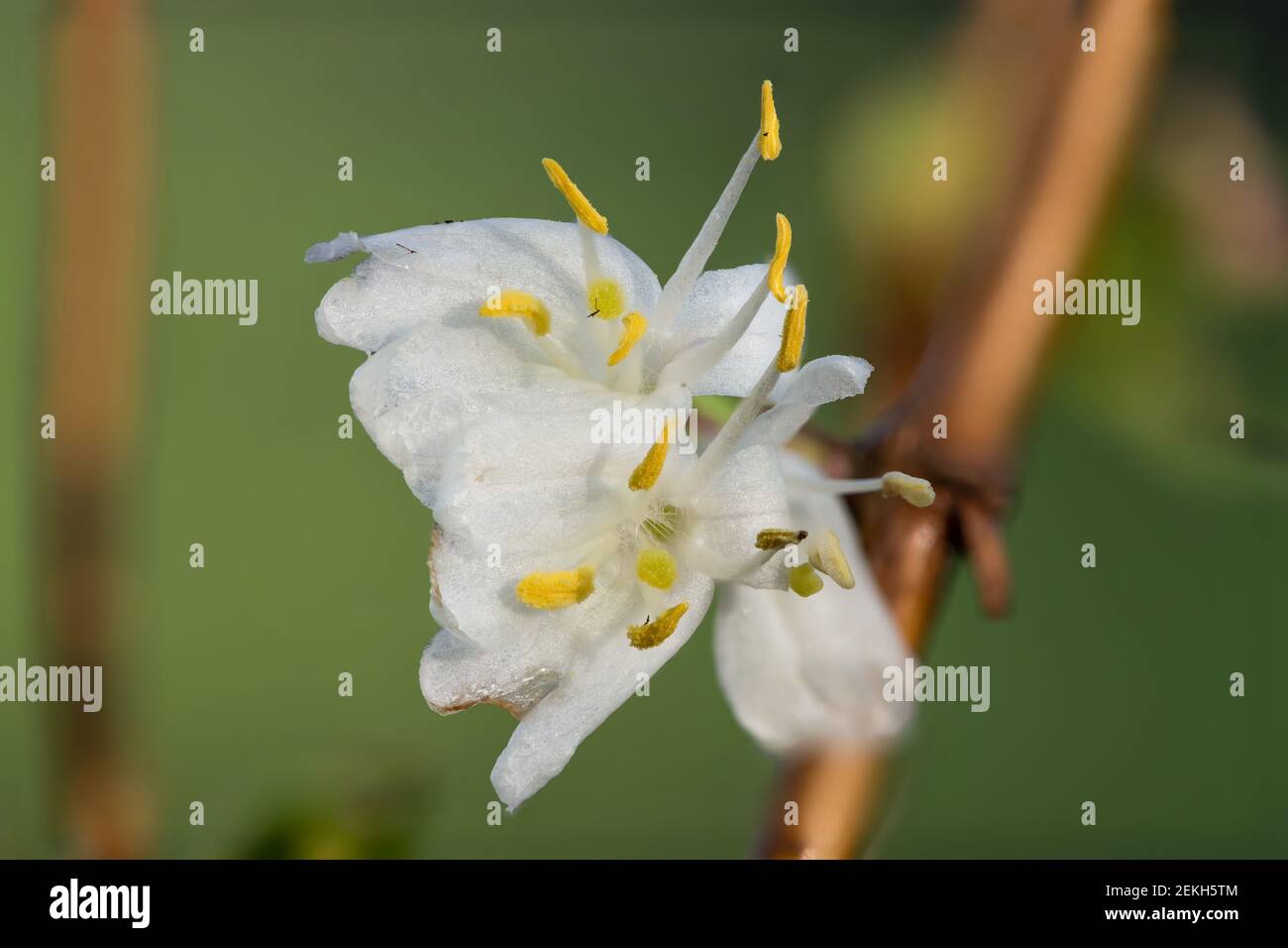 Macro shot of purpus honeysuckle (lonicera x purpusii) flowers Stock ...
