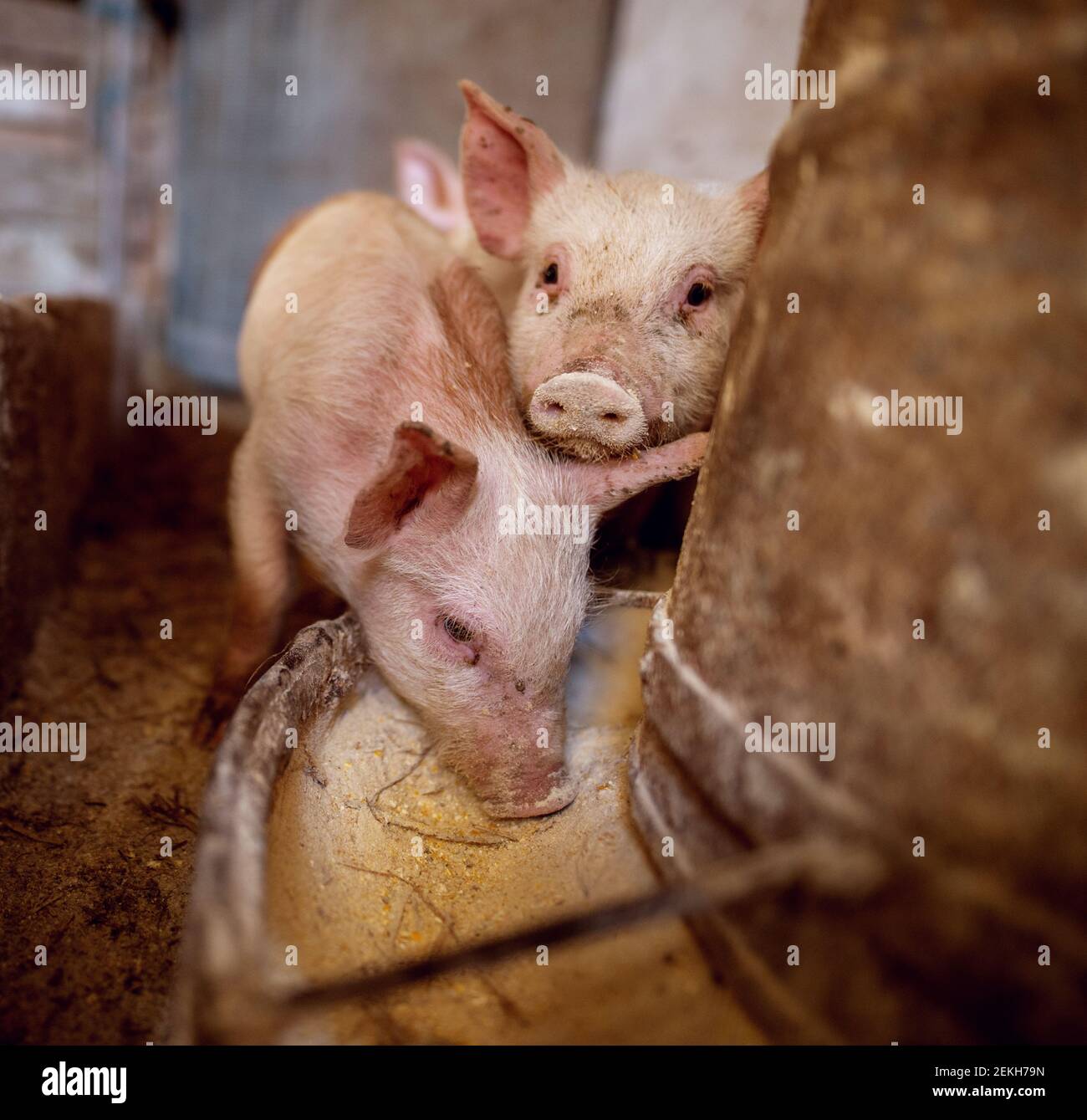 Pig at pigsty. Pig farm. Group of pigs at animal farm Stock Photo - Alamy