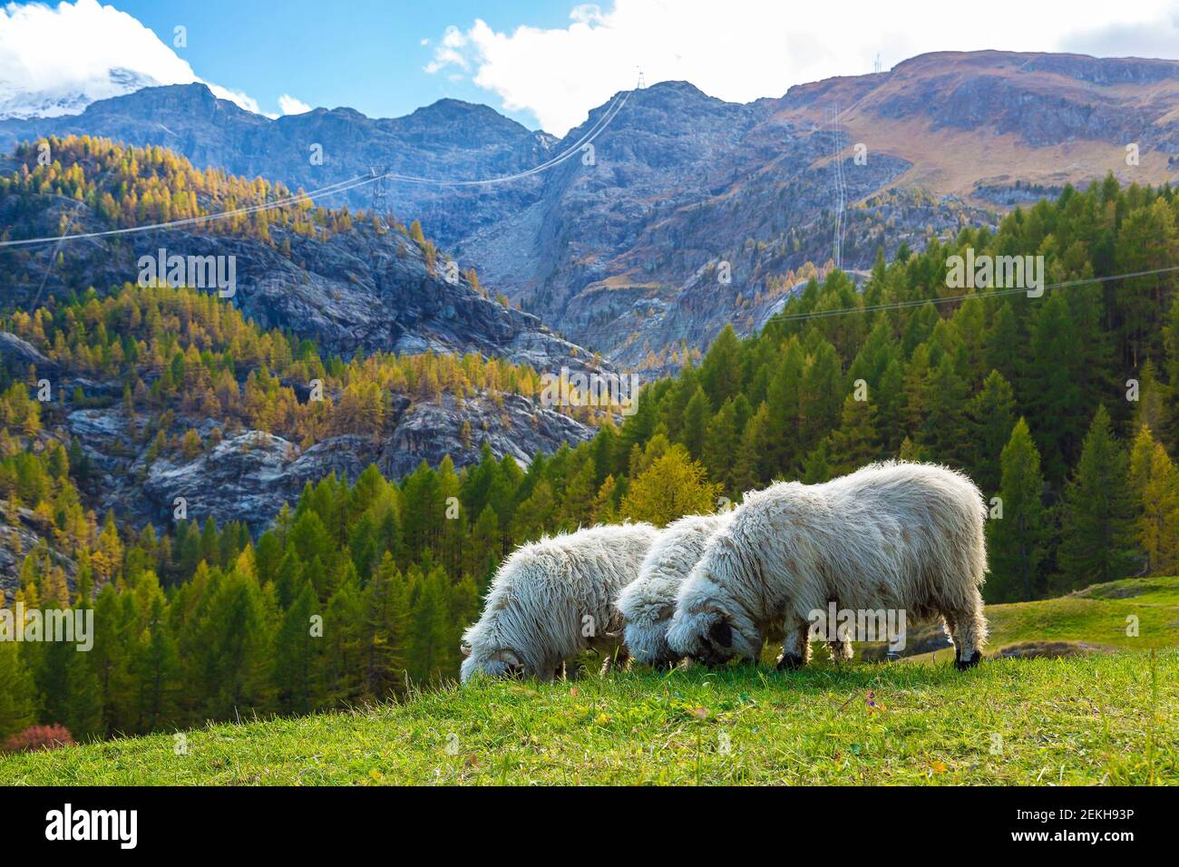 Swiss Alps and Valais blacknose sheep nest to Zermatt in Switzerland ...