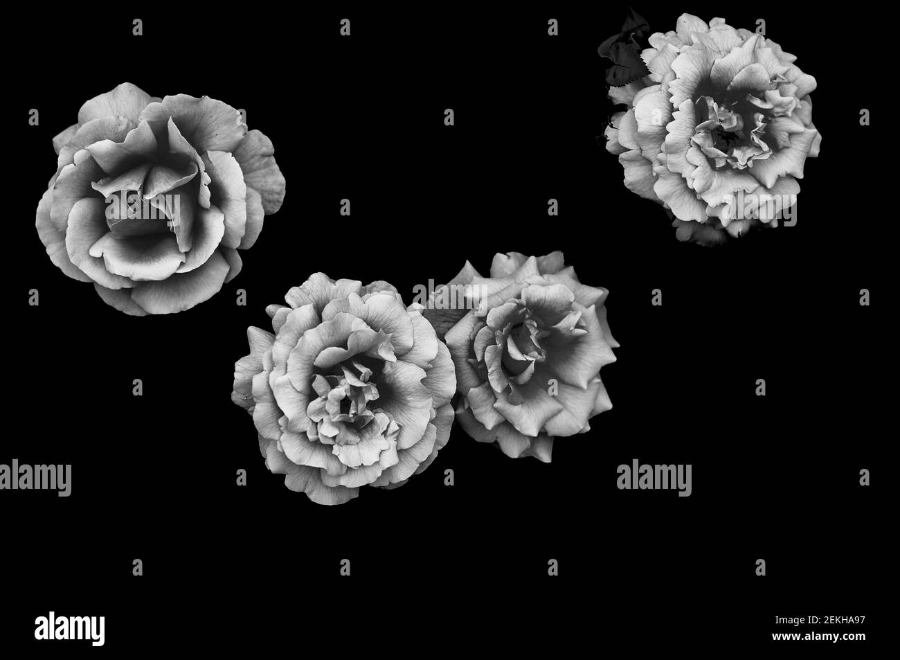 Four petal flowers Black and White Stock Photos & Images - Alamy