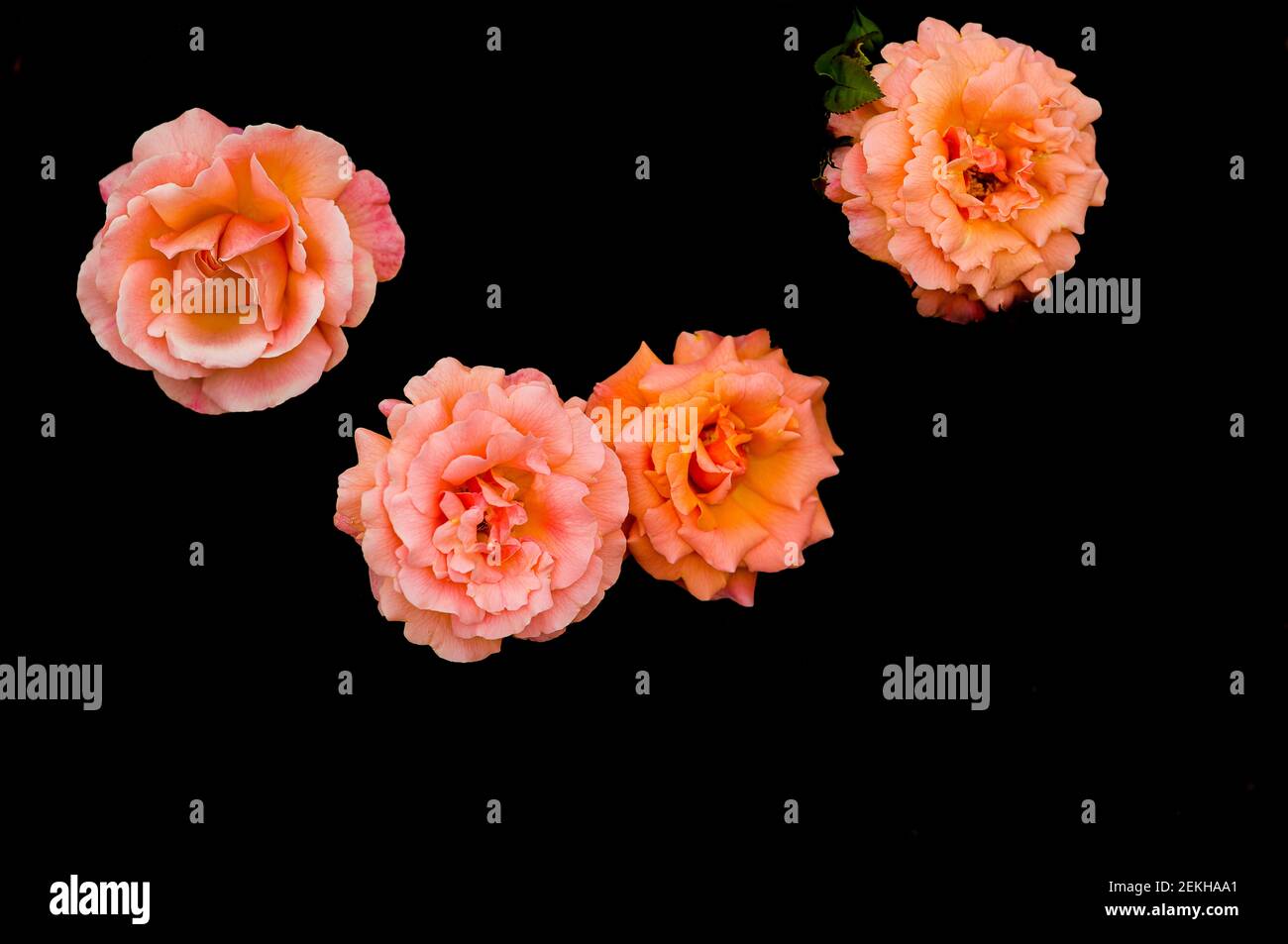 Four color background hi-res stock photography and images - Alamy