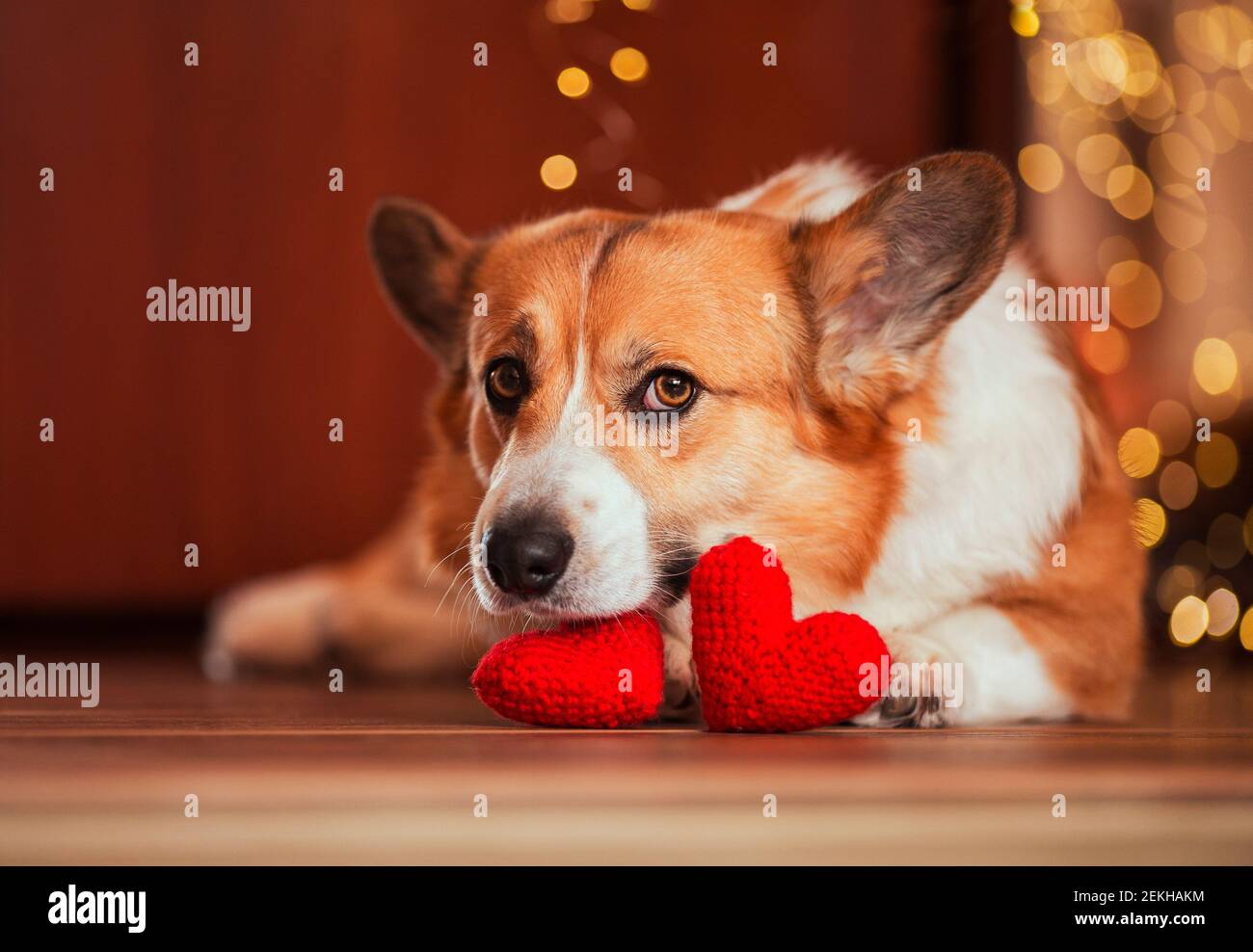 Sad Corgi