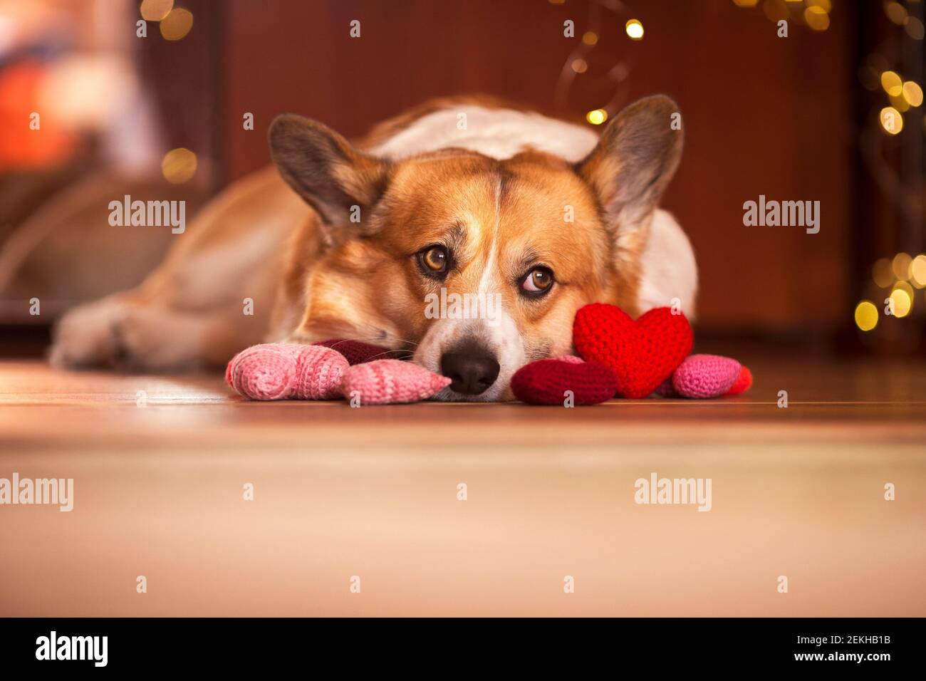 cute portrait of a sad corgi dog puppy lying on the floor surrounded by ...