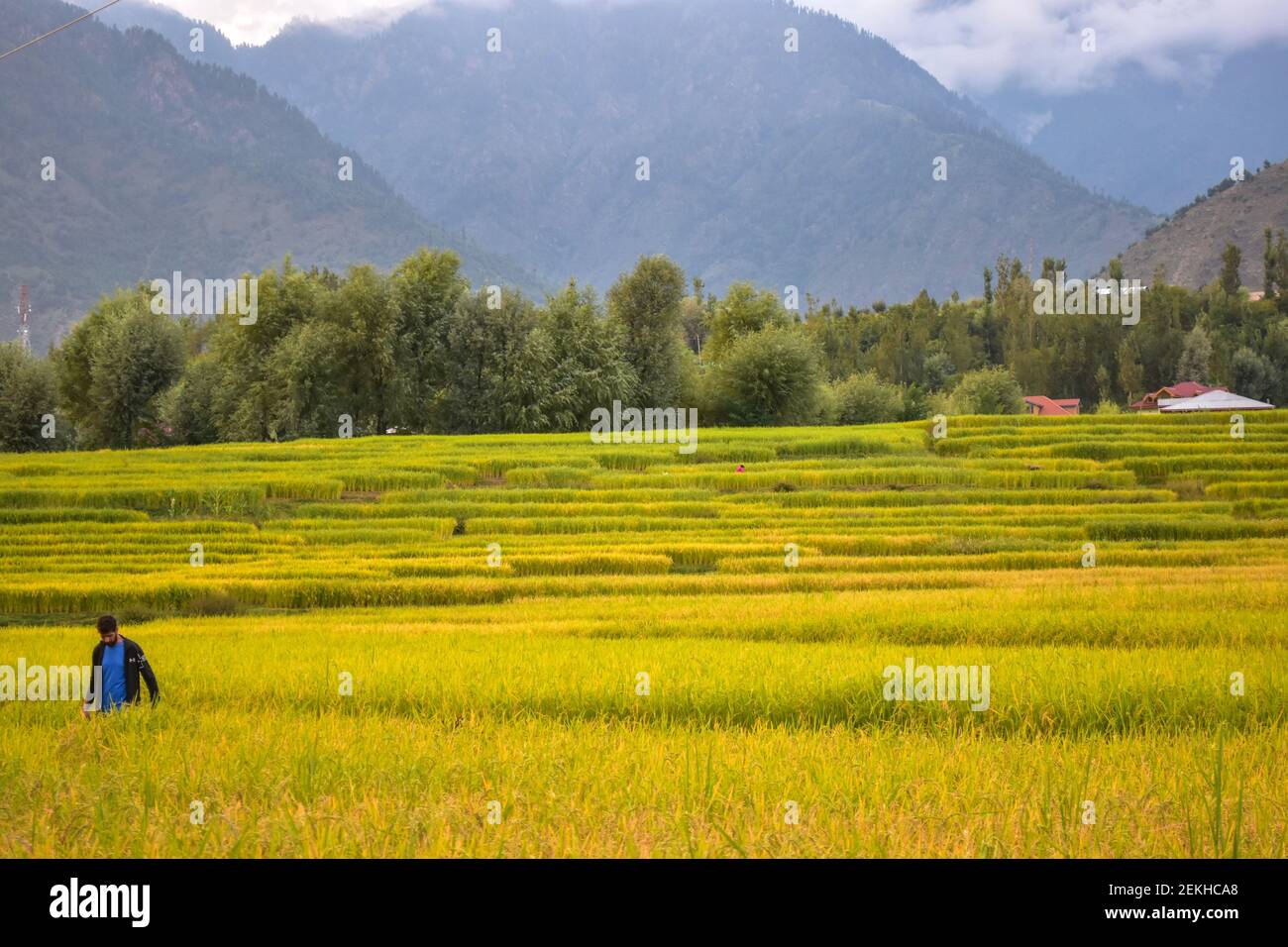 A man walks in the rice fields in Ganderbal, some 25kms from Srinagar ...