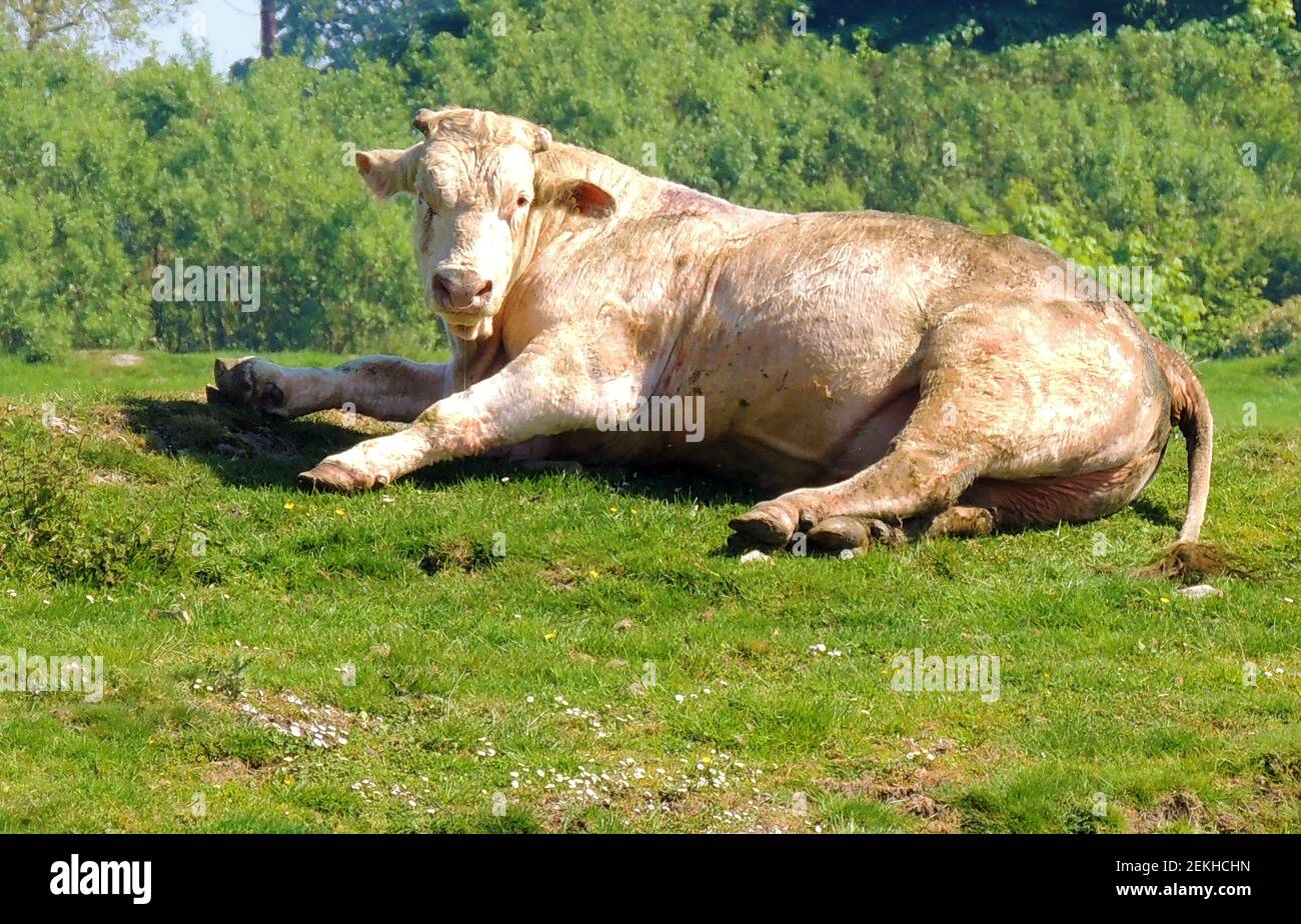 Load of old bull hi-res stock photography and images - Alamy