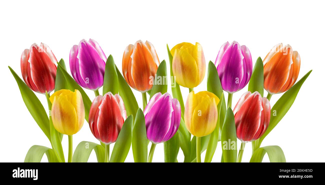 Row tulips Cut Out Stock Images & Pictures - Alamy