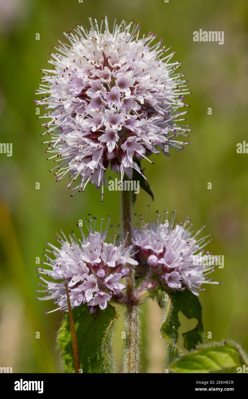 Close up of a water mint (mentha aquatica) flower in bloom Stock Photo ...