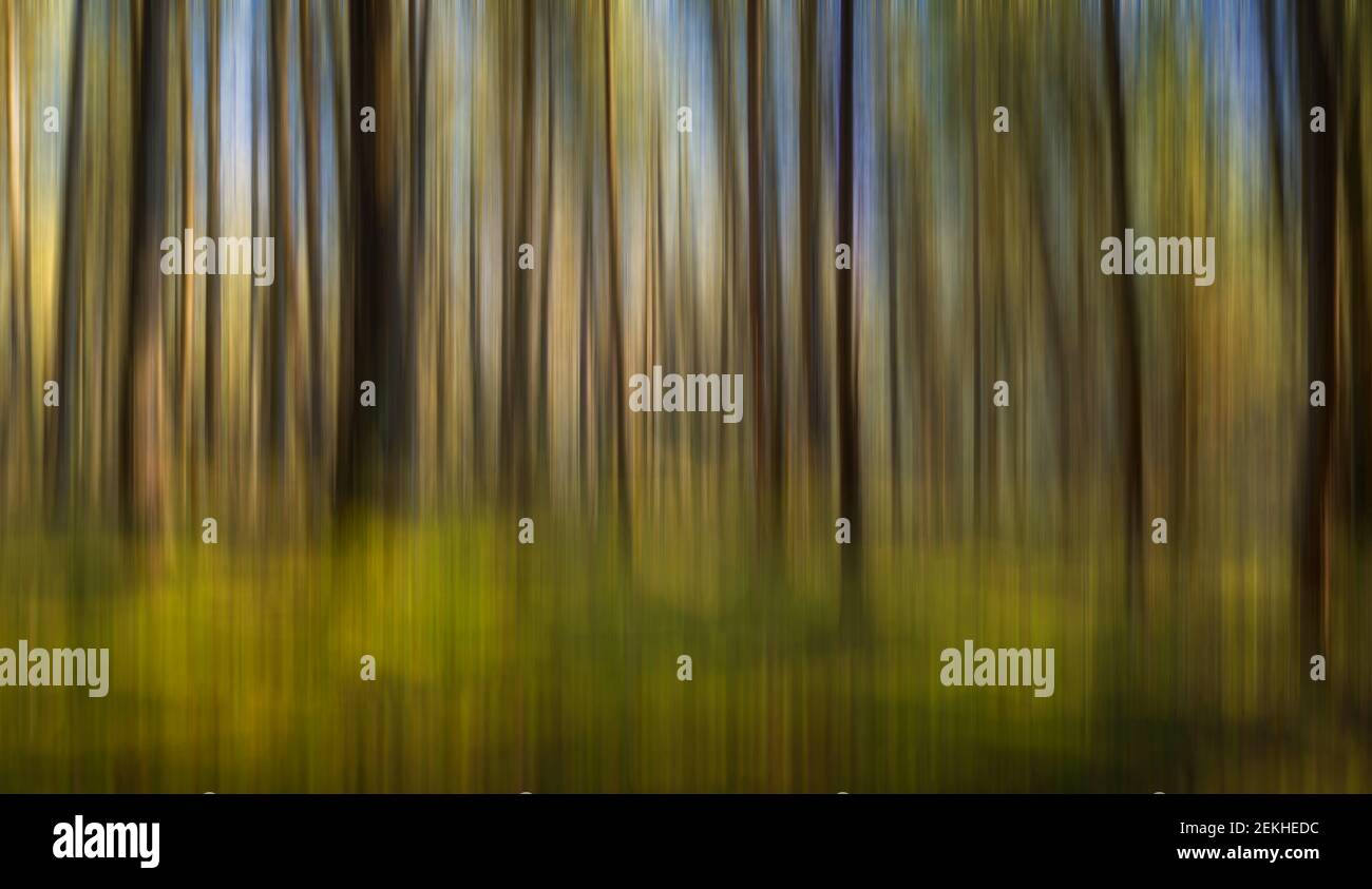 Blurred trees, abstract treatment with motion blur effect creating a ...