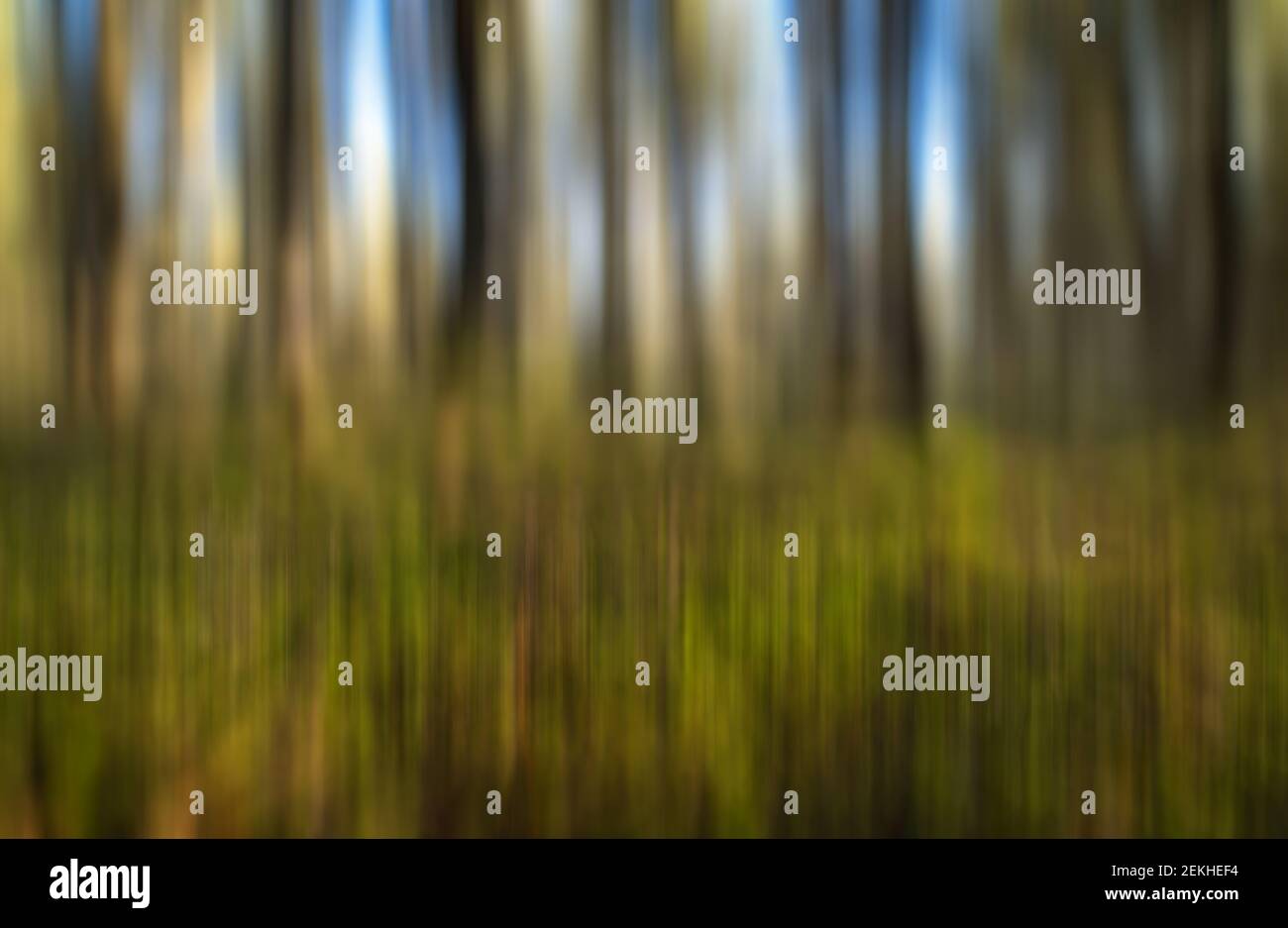 Blurred trees, abstract treatment with motion blur effect creating a ...