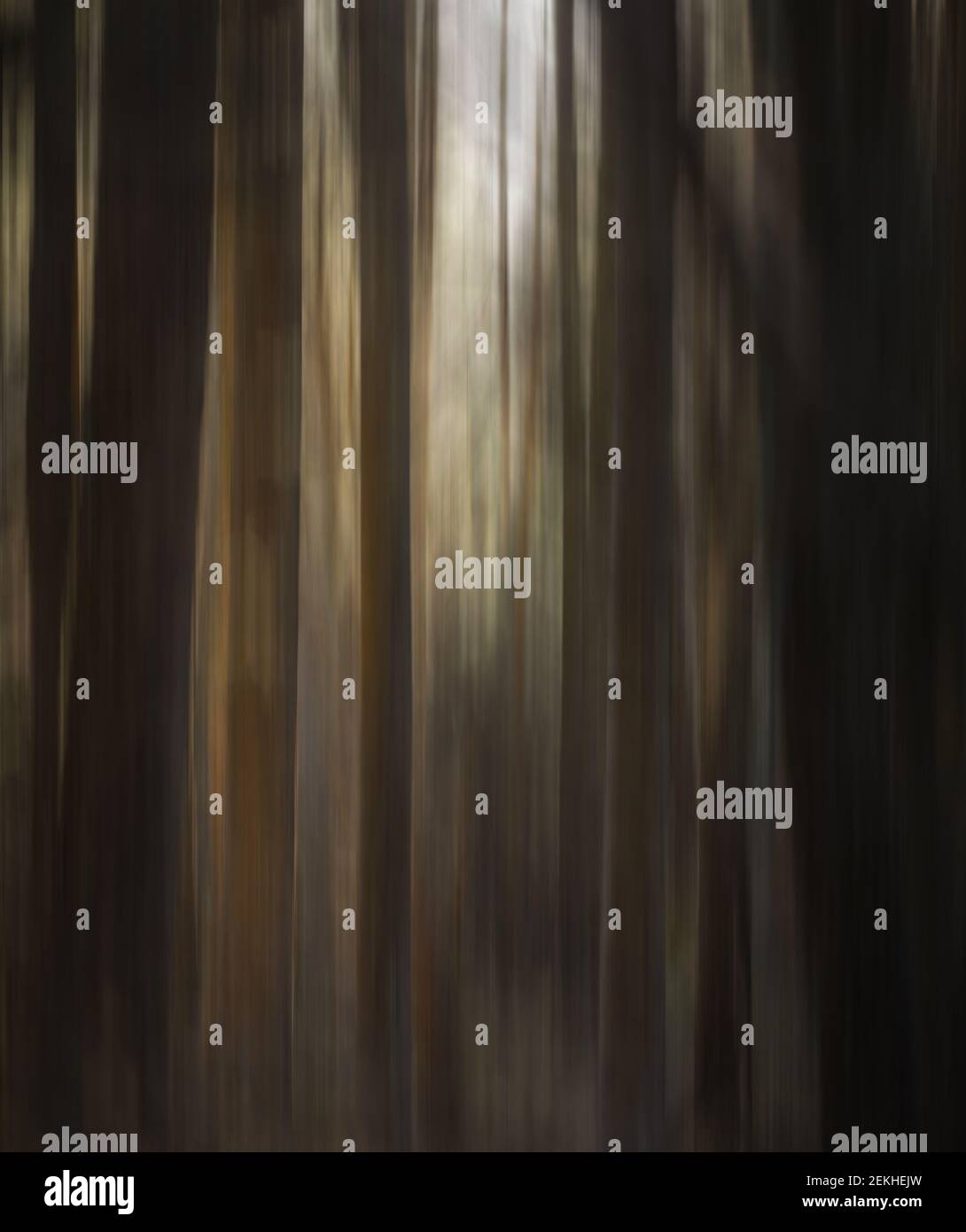 Blurred trees, abstract treatment with motion blur effect creating a ...