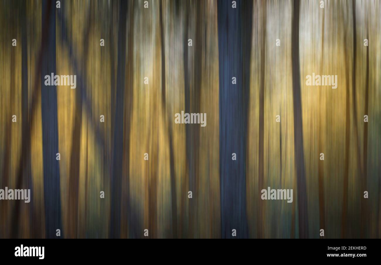 Blurred trees, abstract treatment with motion blur effect creating a ...
