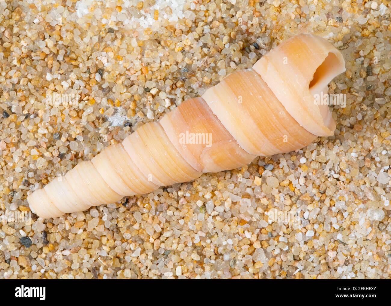 Spiral seashell hi-res stock photography and images - Alamy