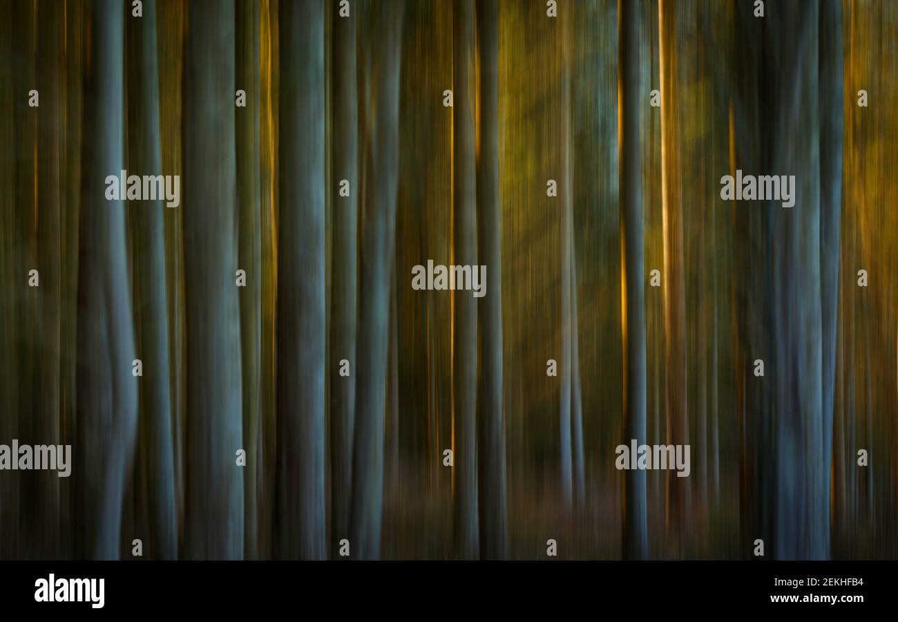 Blurred trees, abstract treatment with motion blur effect creating a ...