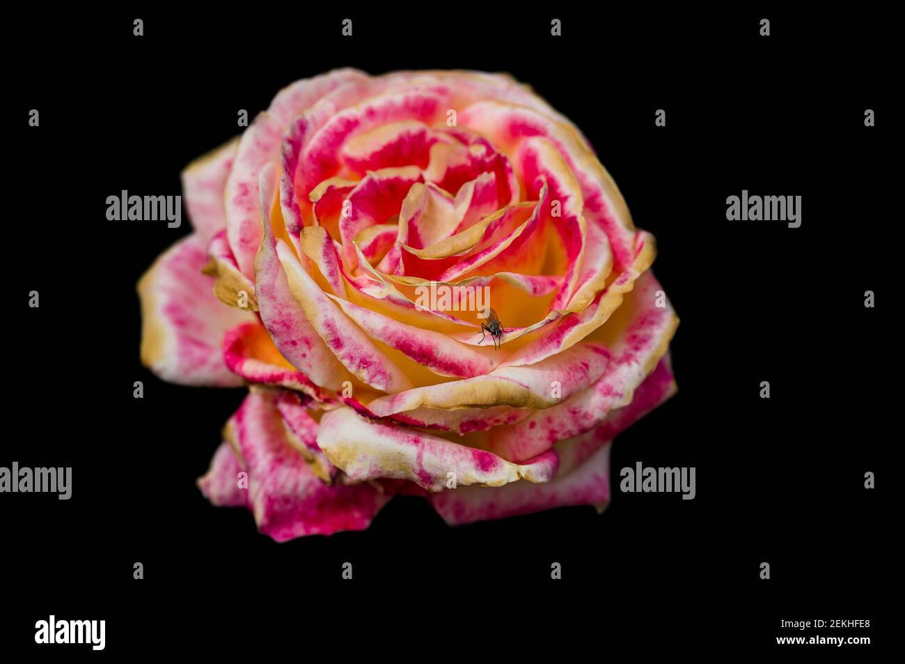 Fly on pink and yellow rose flower head in black background Stock Photo ...
