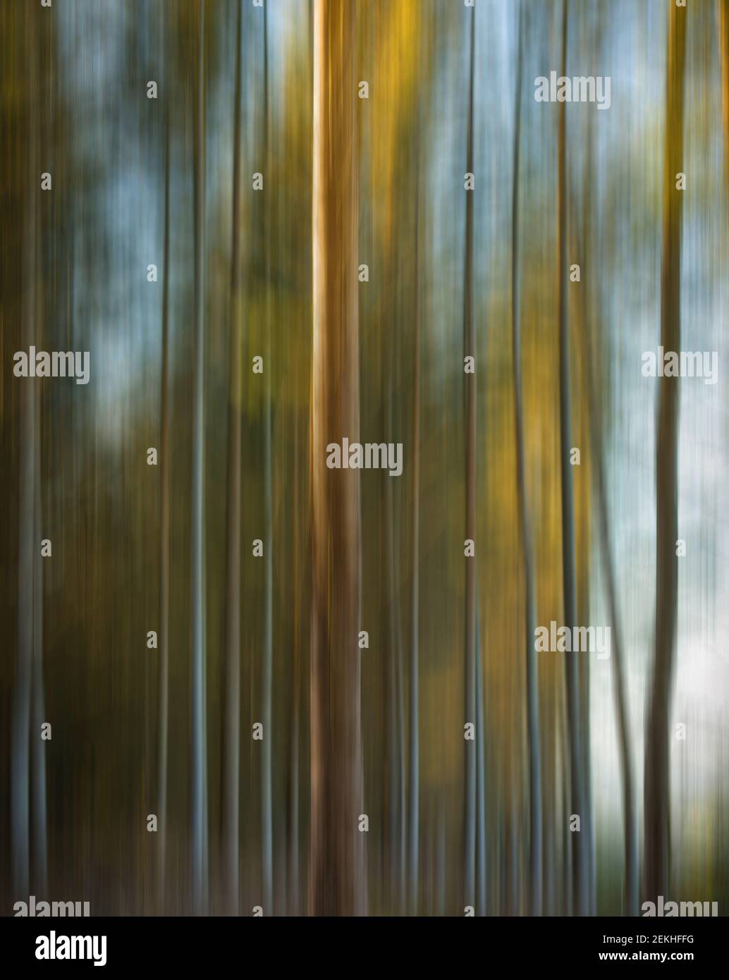Blurred trees, abstract treatment with motion blur effect creating a ...