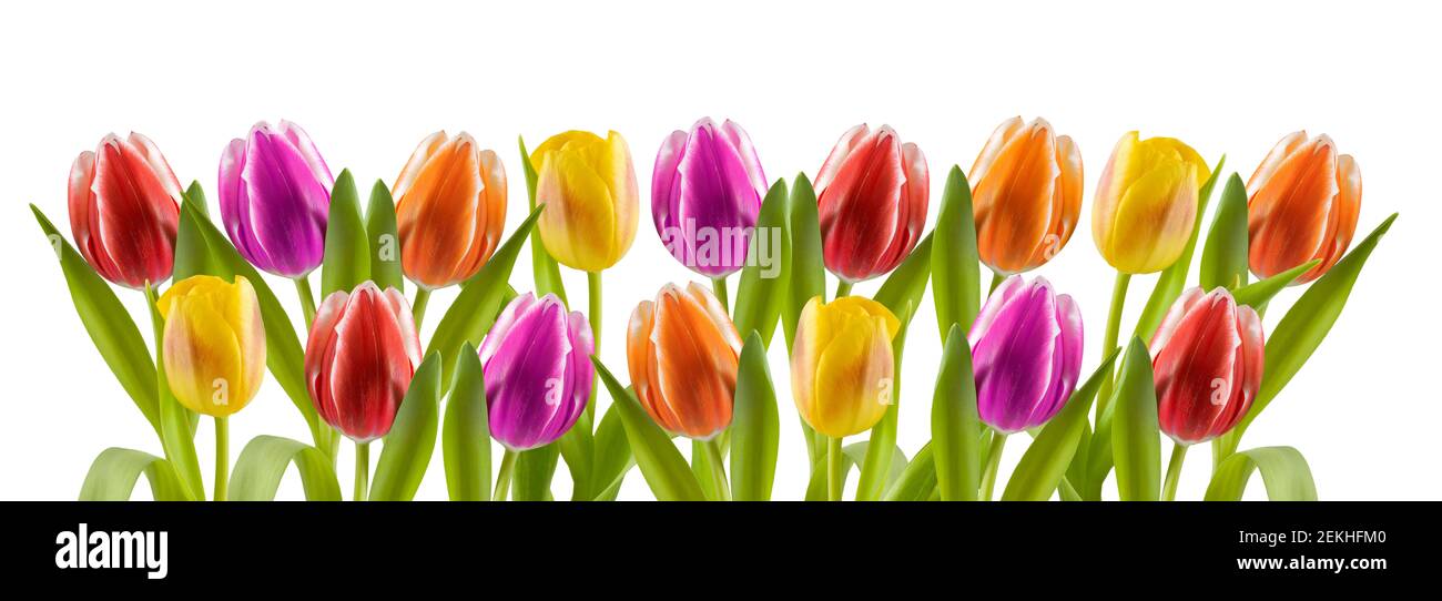 Colorful tulips in a row, isolated on white Stock Photo - Alamy