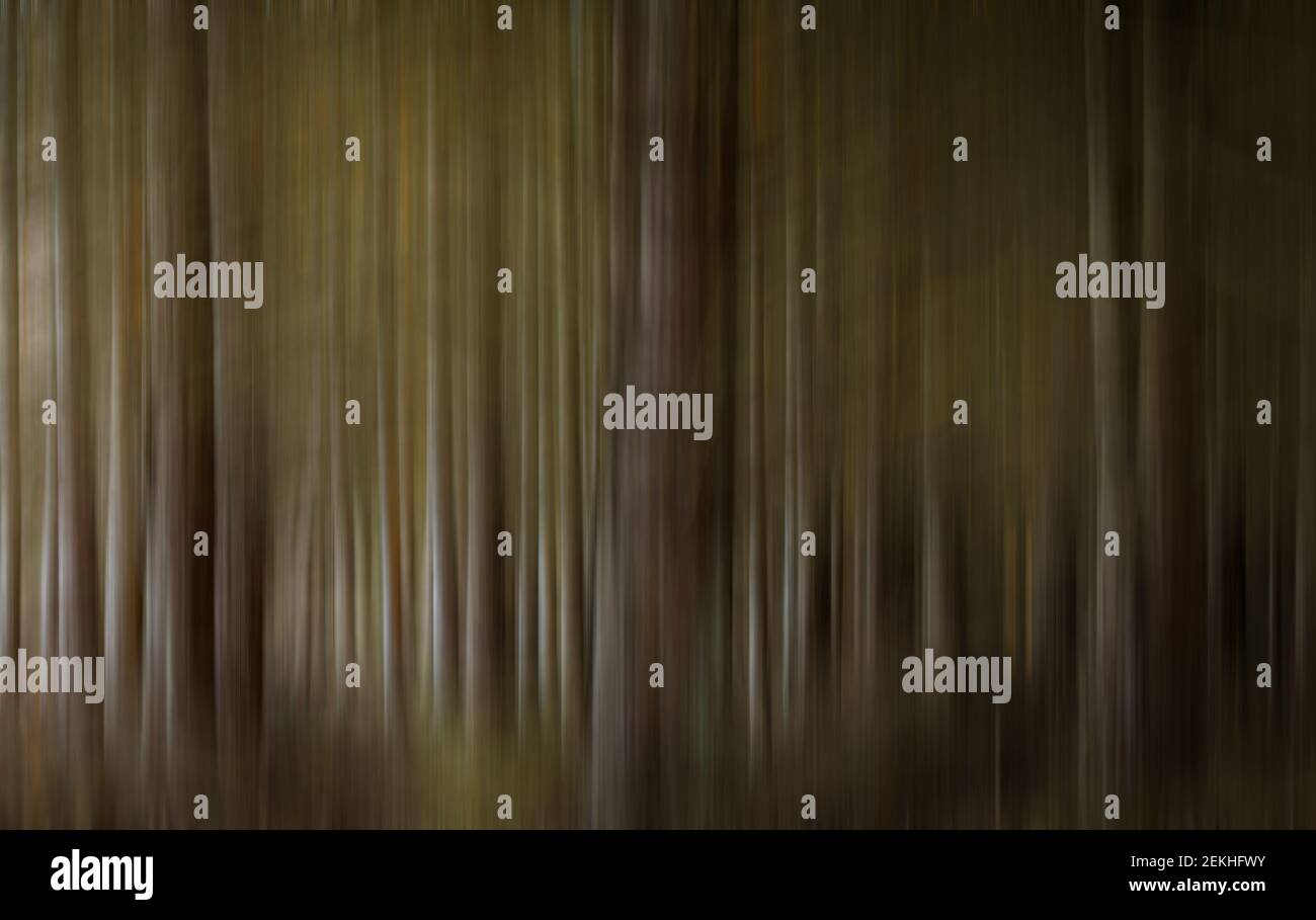 Blurred trees, abstract treatment with motion blur effect creating a ...