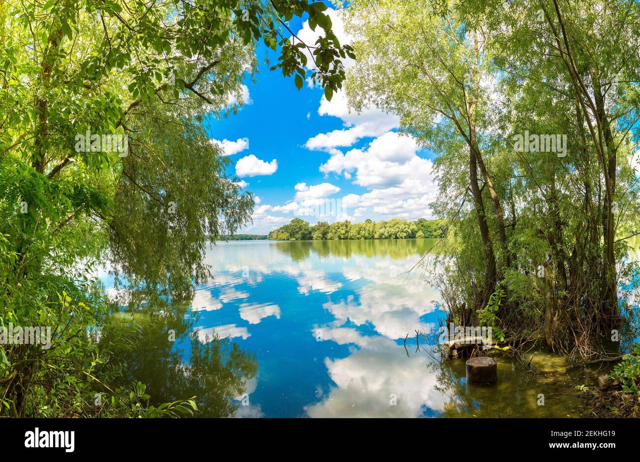 Calm pond and water plants in a beautiful summer day Stock Photo - Alamy