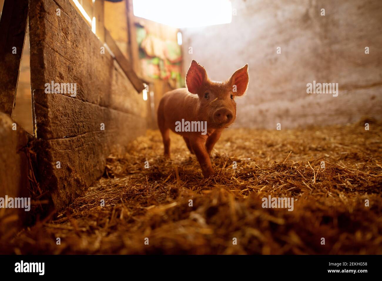 Shallow depth of field pig portrait at pigsty. Pig farm. Group of pigs at animal farm Stock ...