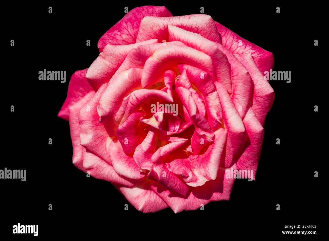Rose from above hi-res stock photography and images - Alamy