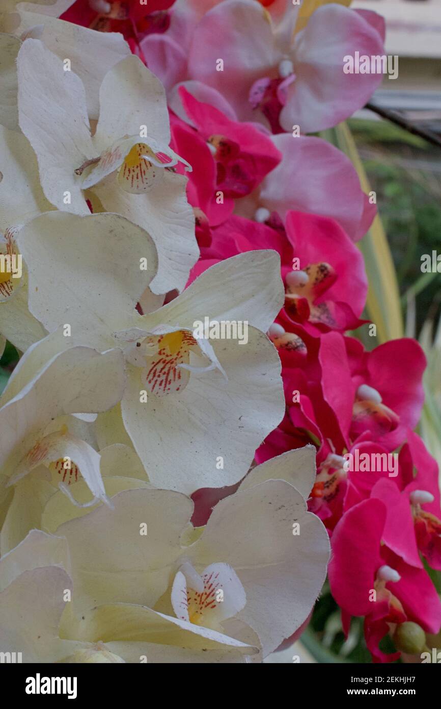 Phalaenopsis amabilis hi-res stock photography and images - Alamy