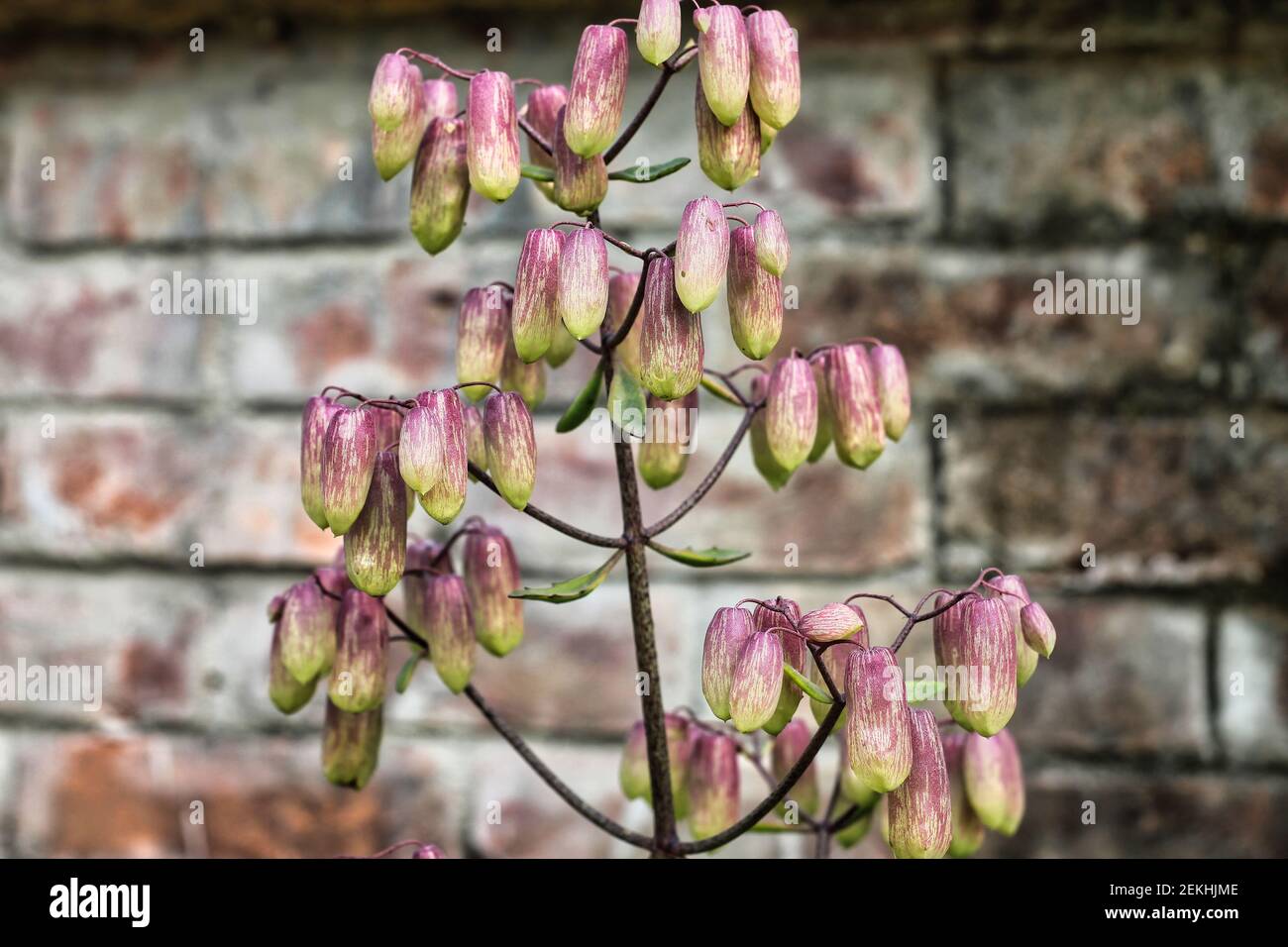 Terrestrial fruits hi-res stock photography and images - Alamy
