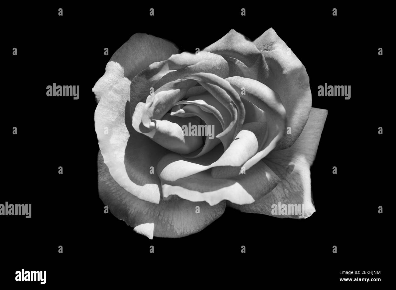 Black and white rose against black background Stock Photo - Alamy