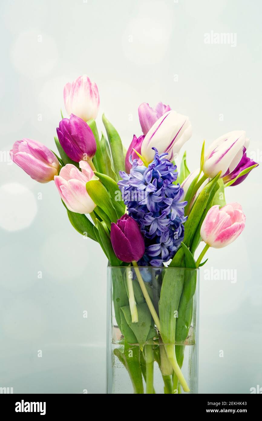 Vase narcissus flowers gift hi-res stock photography and images - Alamy